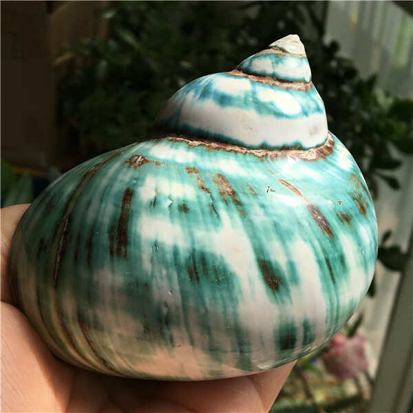 Conch Shell Blue