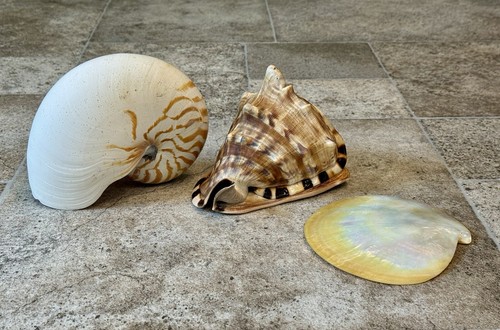 Kings Crown Conch Shell, Tiger Chambered Nautilus Shell & Mother of ...