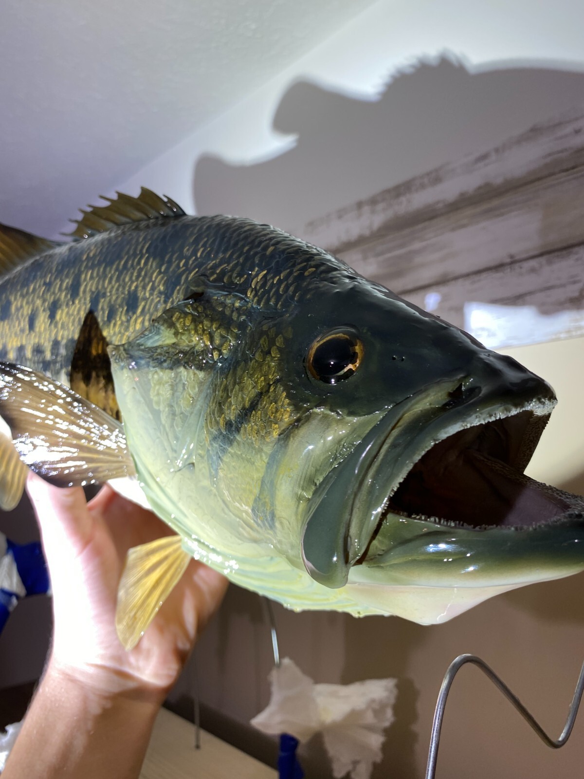 NEW BEAUTIFUL 21 INCH REAL LARGEMOUTH BASS FISH TAXIDERMY | eBay