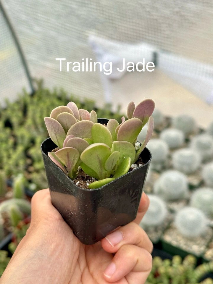 Baby Jade Gollum Jade Variegated Jade Tricolor Jade Plant Live ...