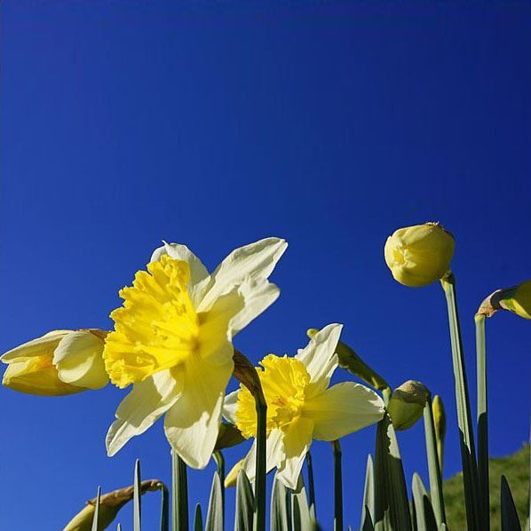 Blue Narcissus Flower Stained Glass Yellow Daffodil Narcissus Flower