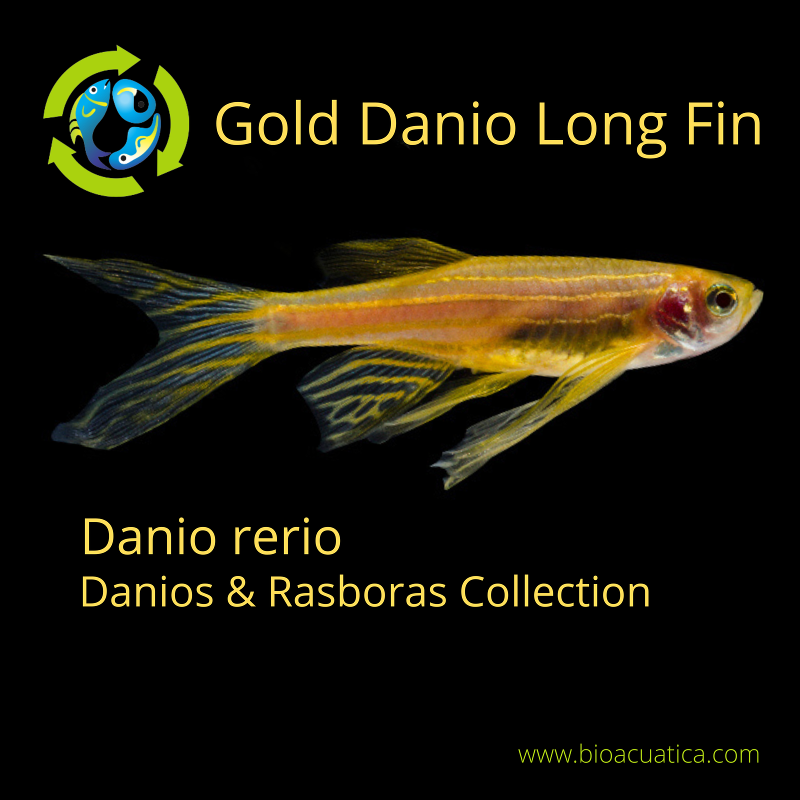6 SUPER GOLD LONG FIN DANIO (Danio rerio) | eBay