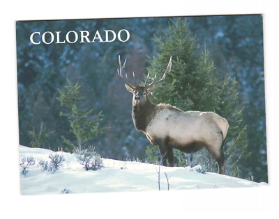 Colorado - Bull Elk - Postcard Unposted 4x6 | eBay