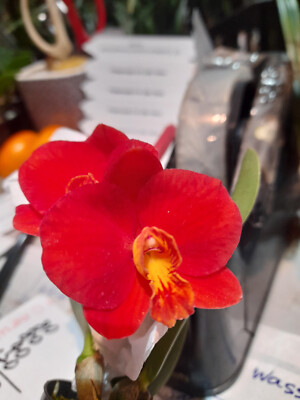 FPOrchids Cattleya C. Chief Gem 'Red Jewel' | eBay