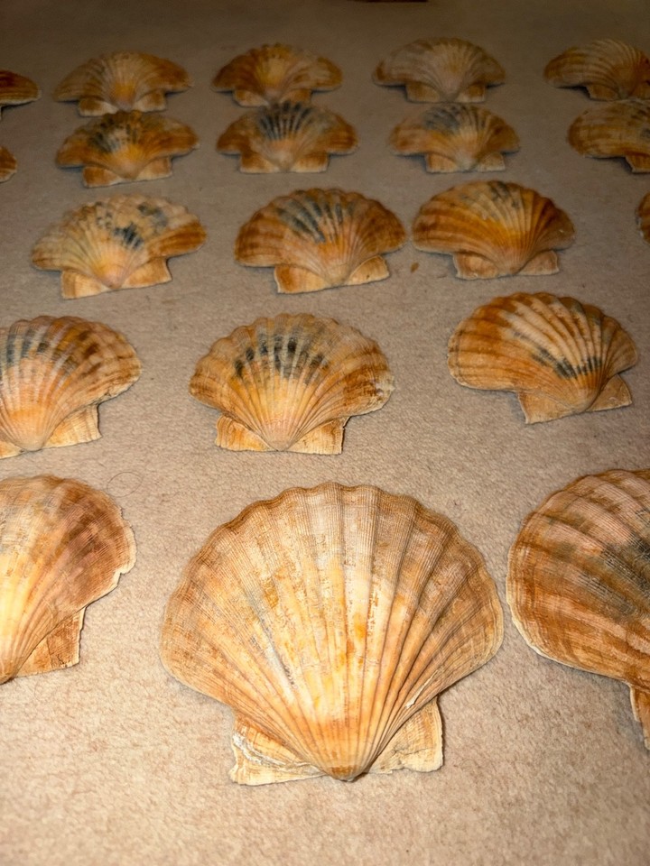 Scallop shells round and flat sides - clean and oven dried | eBay UK