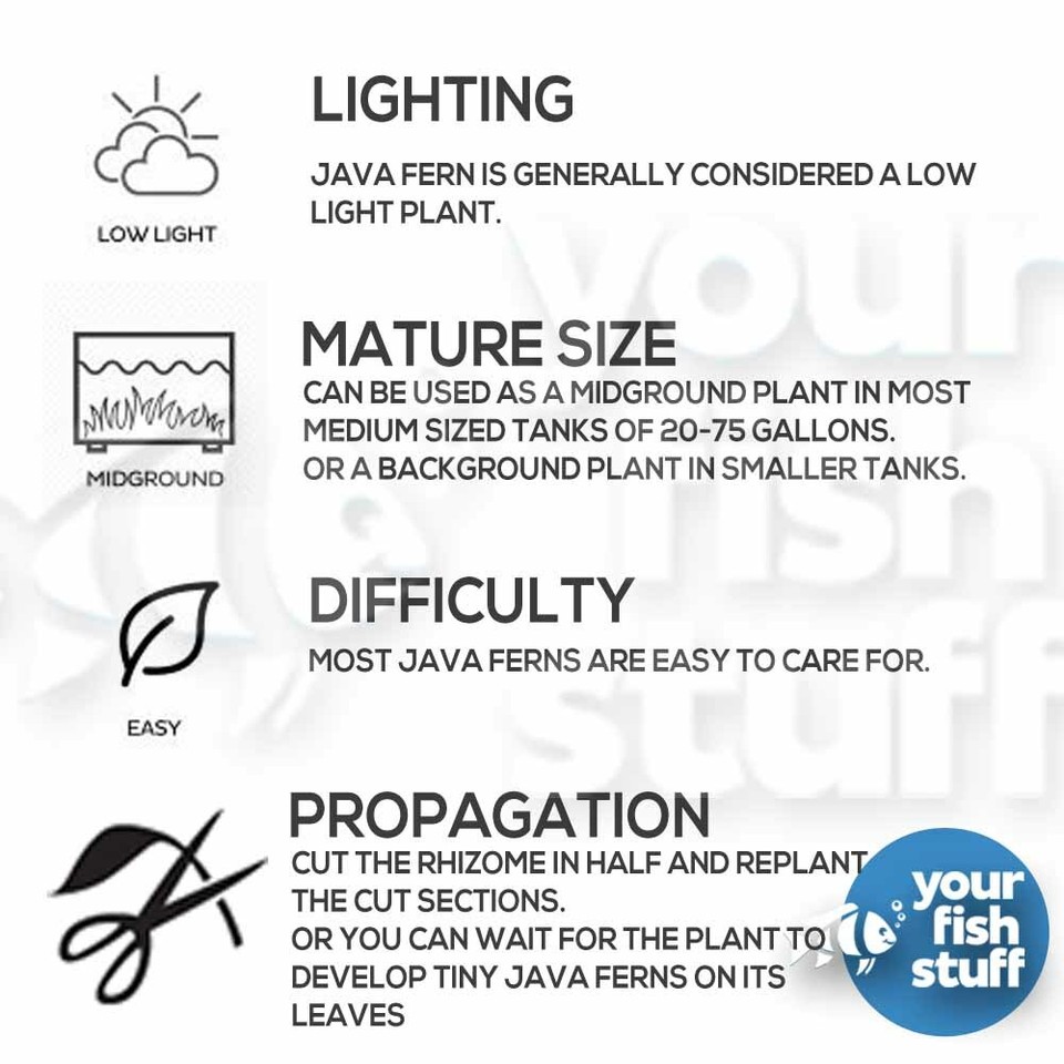 Java Fern 'Petite' Live Aquarium Plant **Buy 1 Get 1 50% OFF** POTTED ...