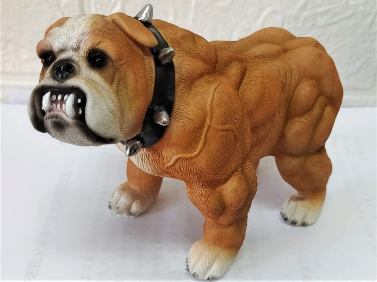 Muscular English Bulldog