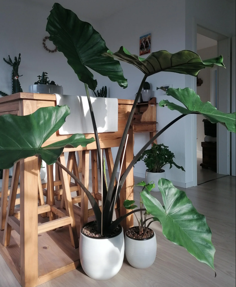LIVE TROPICAL PLANT Alocasia Sumo Elephant Ear 3 ft tall plant | eBay