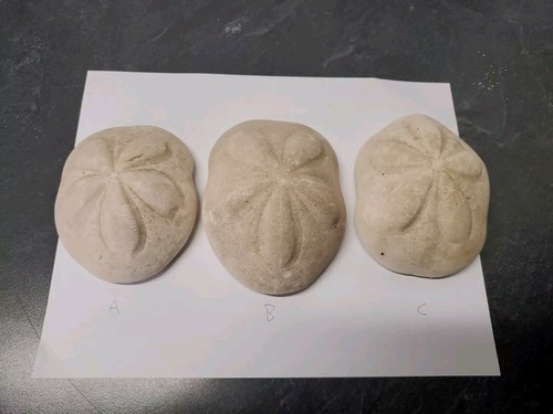 Sea Biscuit Fossil Sea Shell Lot Of 3 | eBay