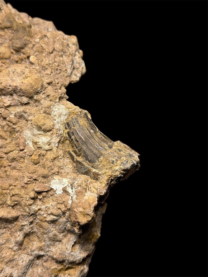 Rare! Baryonyx Walkeri Tooth Fossil - Isle Of Wight, Dinosaur ...