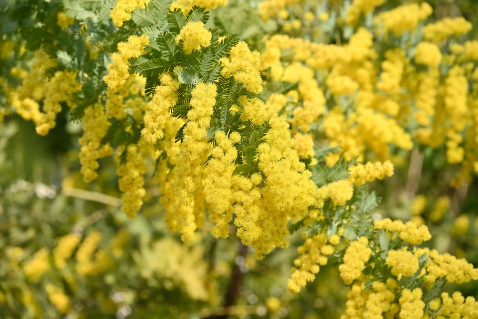 10 GOLDEN MIMOSA Acacia Baileyana Yellow Wattle Tree Flower Seeds | eBay