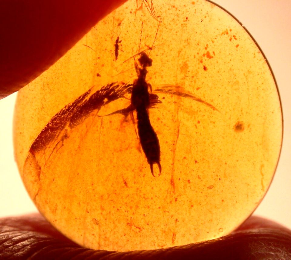 Cretaceous Earwig with Thrips in Burmese Burmite Amber Fossil Dinosaur ...