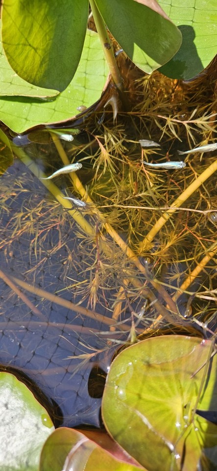 10 Platinum Medaka Rice Fish ( Orzyias Latipes ) 2DAY SHIPPING/ LIVE ...