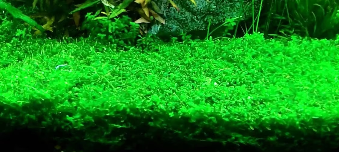 1/3/5 Potted Pearlweed (Micranthemum Micranthemoides) Freshwater Plants ...