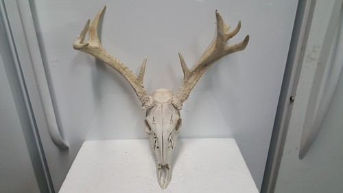 non-typical WHITETAIL DEER RACK FULL SKULL mule elk shed antlers ...