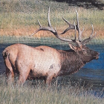 Proud Bull Elk Postcard Made In Milan Italy Excellent Condition | eBay