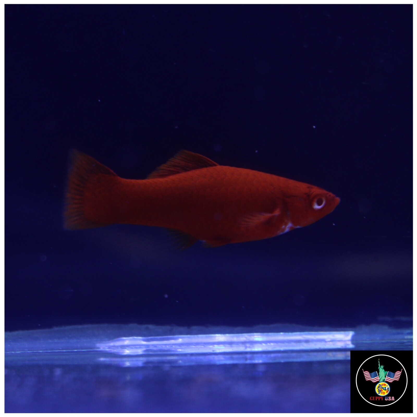 - 1 Pair - Red-Eye Red Swordtail! Top Grade A+++ Swordfish Fish! - | eBay