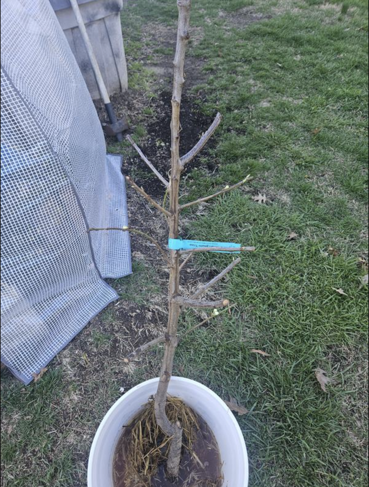 3 Ft. Dwarf Italian Plum Tree Bare Root Prunus cocomilia 7445008562595 ...