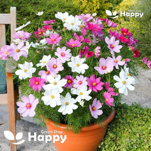 DWARF COSMOS VEGA - 300 SEEDS - Cosmos bipinnatus - EARLY AND LONG ...