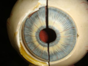 geneticks | eBay Australia Stores