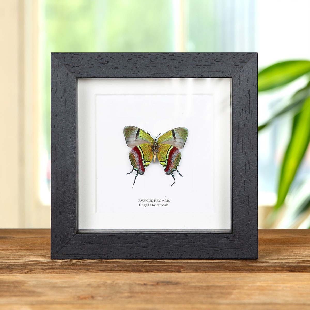 Butterfly Box Frame