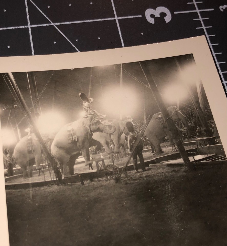 1950s CIRCUS Tent Interior ELEPHANT Ringling Bros Trainer Vintage ...