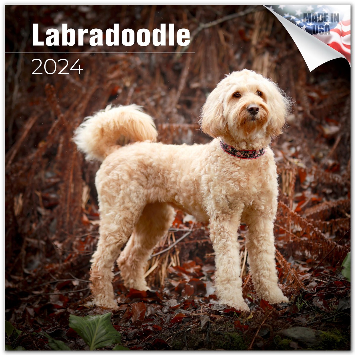 Full Size Labradoodle