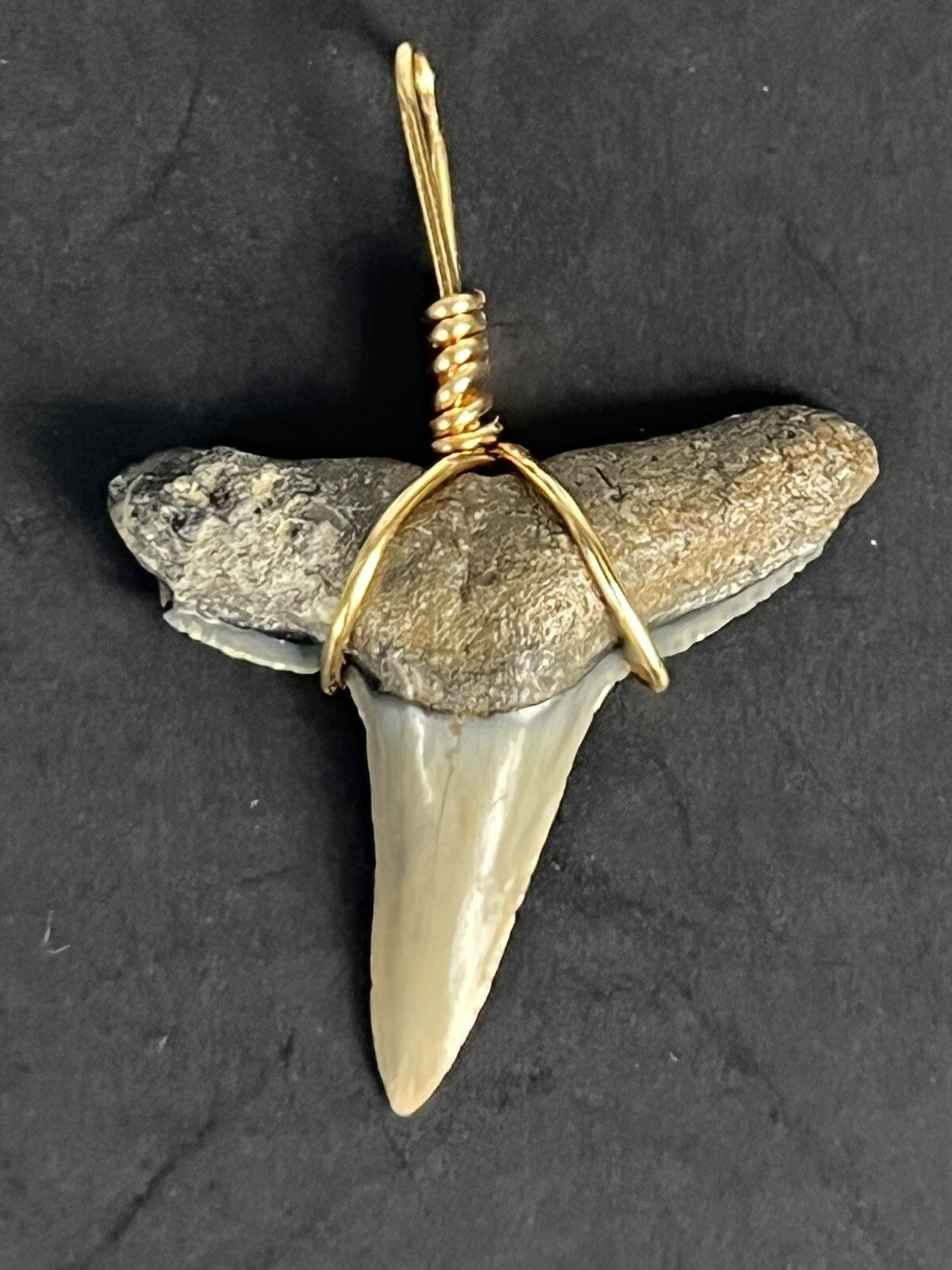 SHARK TOOTH PENDANT…1 inch fossilized LEMON SHARK Tooth from Venice ...