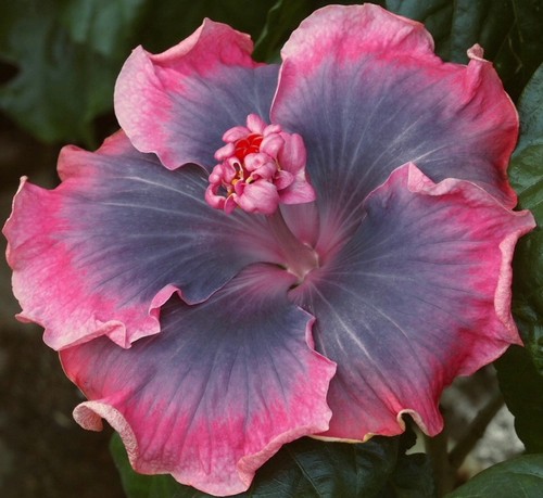 MOOREA BOONDAH BOO Tropical Hibiscus -- Plant in 4.5" pot | eBay