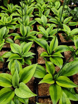 Hosta Luna Moth 5.25" Pot Well Rooted Perennial Shade Plant | eBay
