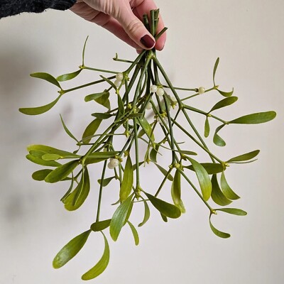 Real Mistletoe | eBay UK