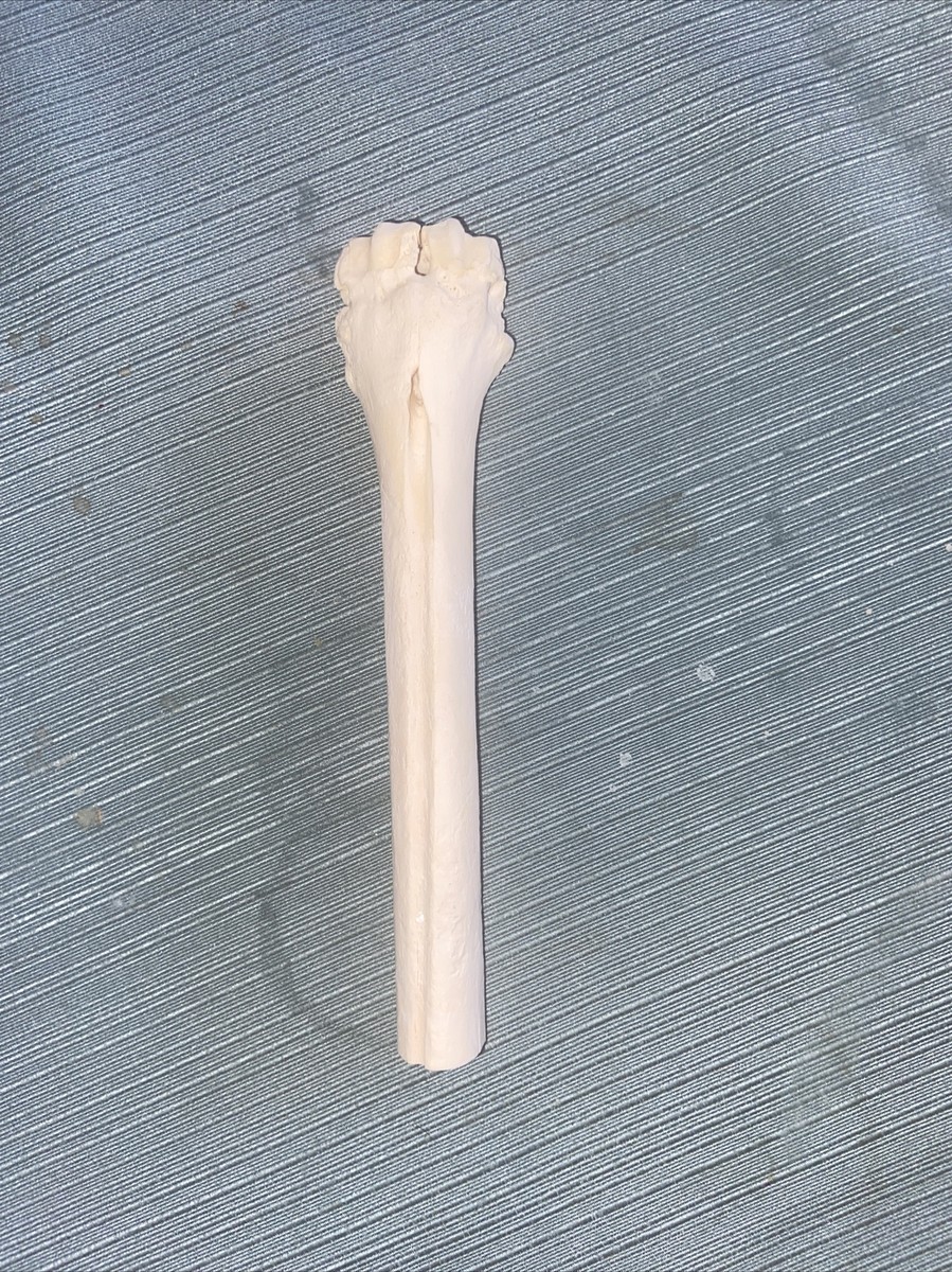 Real Leg Bones