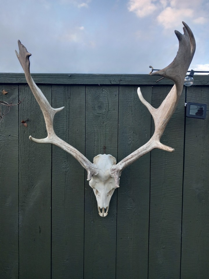 Taxidermy Fallow Deer Antlers On Skull No4 | eBay UK