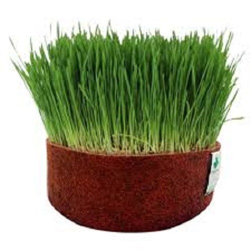 WHEATGRASS SEEDS Wheatgrass Sprouts Wheatgrass for Your Pets | eBay ...