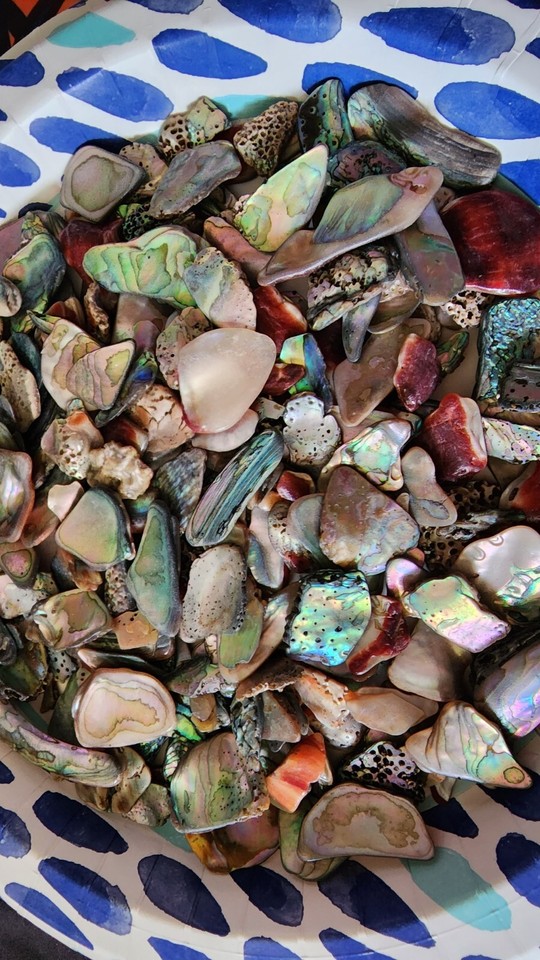 Polished Red Abalone Shell Pieces: Small to Medium Sizes 1/4 lb Bag | eBay