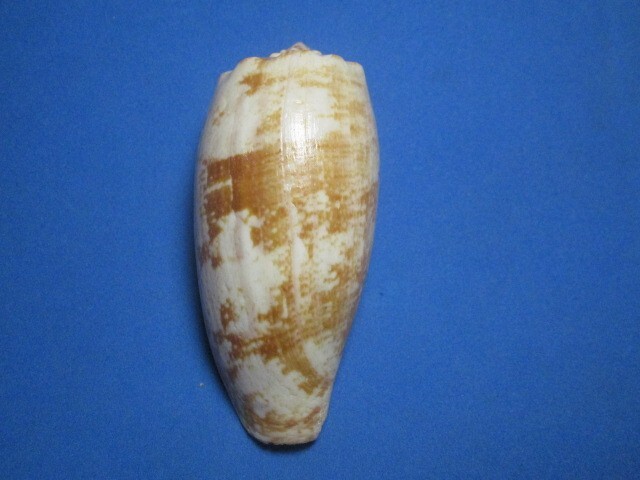 Conus geographus Linnaeus, 1758 "A CLASSIC COLLECTIBLE" (86.7mm) | eBay