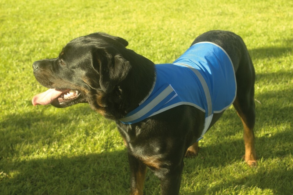 Personalised High Vis Dog Coat Custom Printed Hi Viz Pet Safety Vest ...