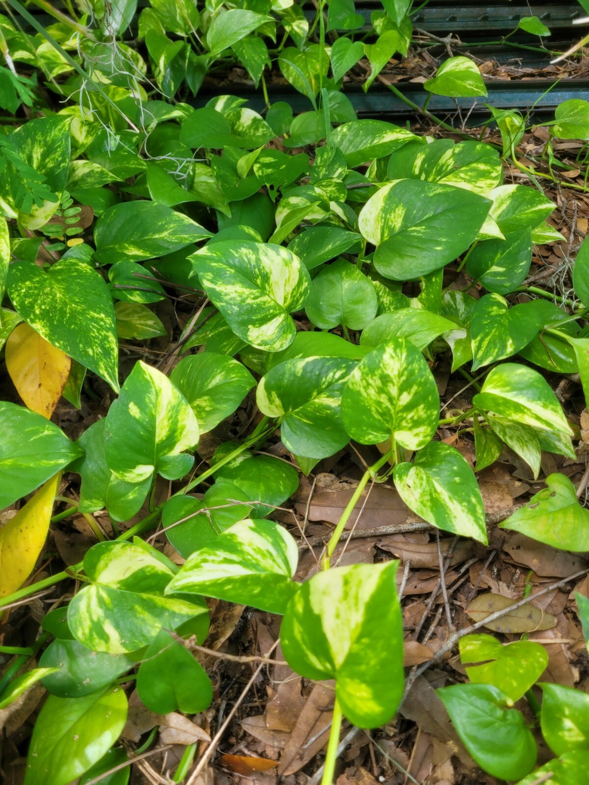 GOLDEN PATHOS INDOOR/OUTDOOR LIVE PLANT 6 rooted cuttings 3"-6" long🌿 ...