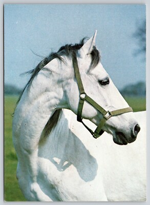 Postcard White Akhal-Teke Horse Head Equus caballus Equine | eBay