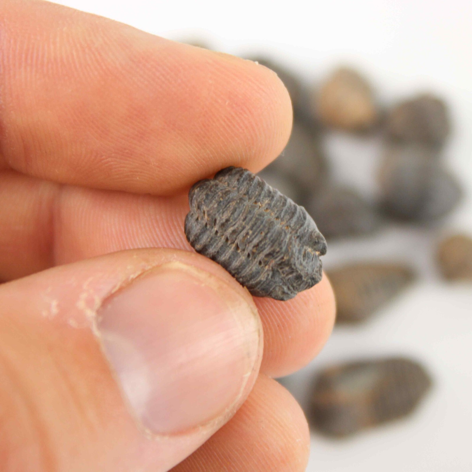 Original Rolled Trilobite Fossil - With Beautiful Display Case | eBay