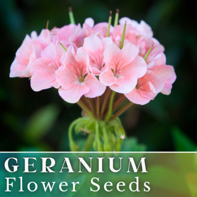 100+ Geranium Seeds -Coral Quartz- Fragrant - Fresh Flower Seeds Non ...