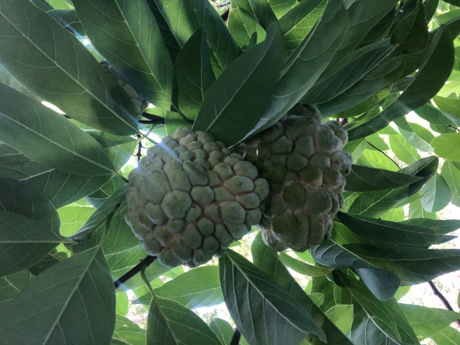 1 Pack 25 Sugar Apple Seeds Custard Apple Annona Squamosa Sweetsop ...