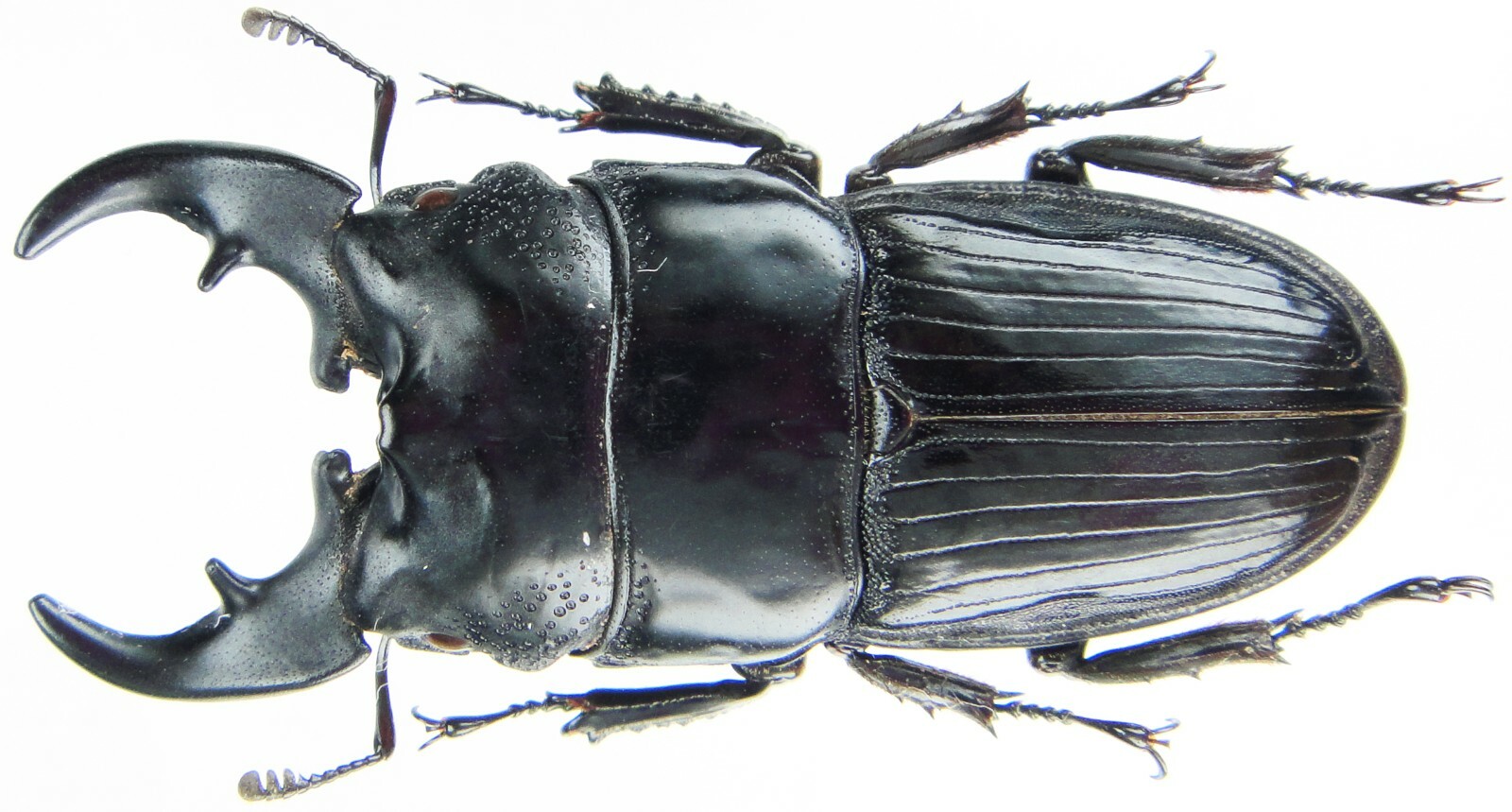 Insect - LUCANIDAE Aegus philippinensis banggaiensis - Peleng ...