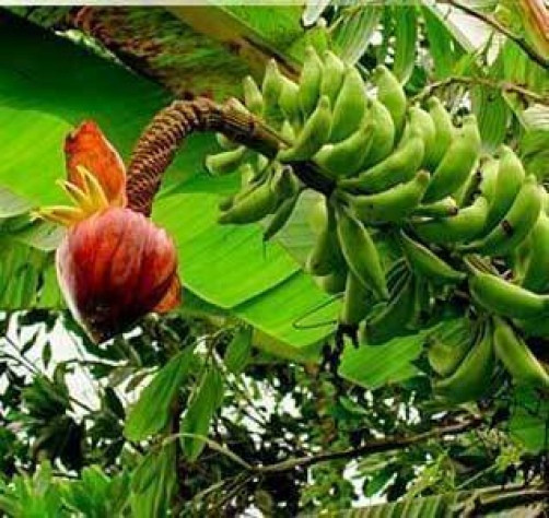 BANANA - Musa borneensis var. Borneensis 5 seeds | eBay