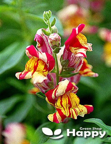 SNAPDRAGON - 1000 seeds - BRIGHTON ROCK striped mix Antirrhinum Majus ...