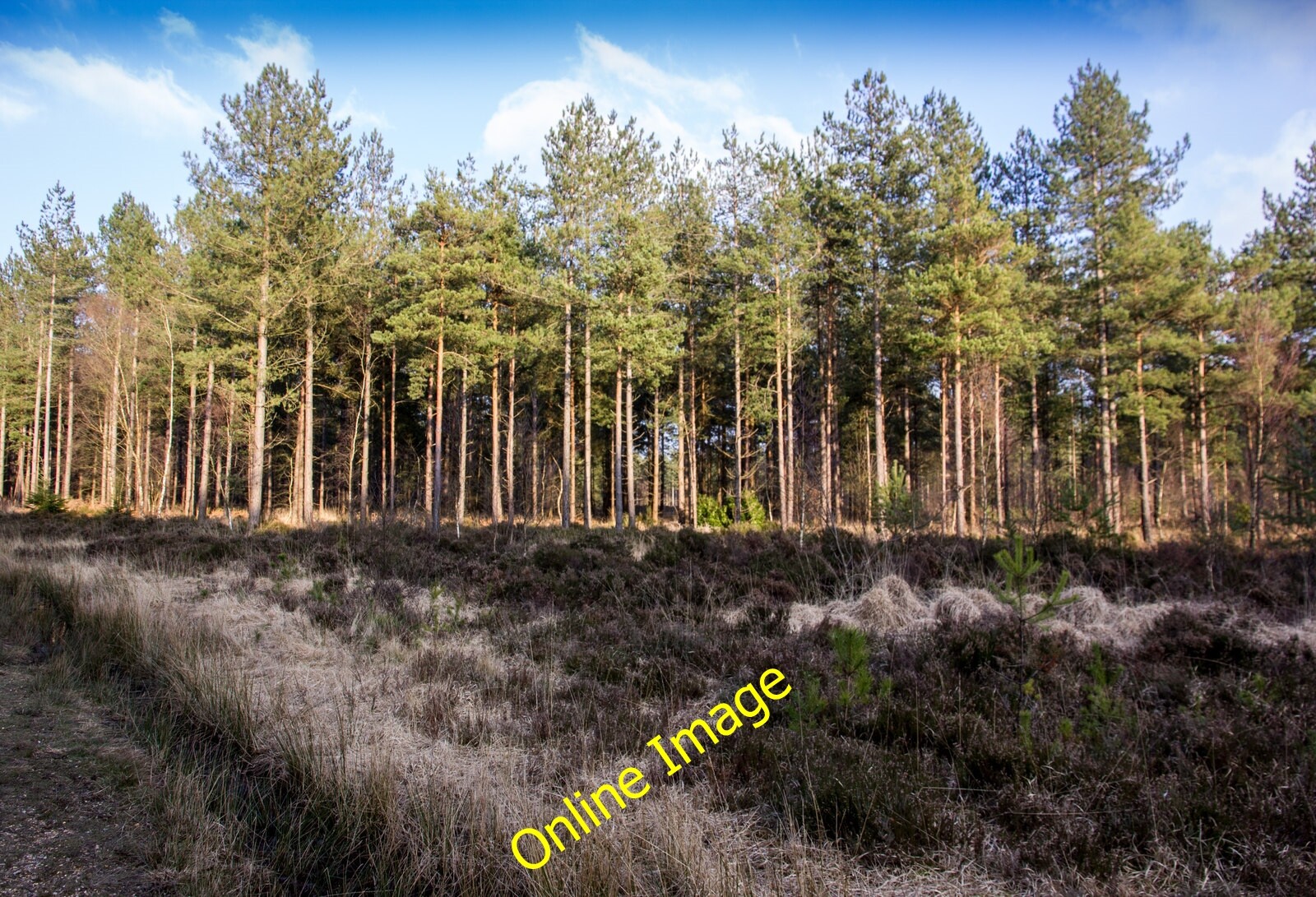 Photo 6x4 Ashley Heath Ashley Heath/SU1104 c2013 | eBay UK