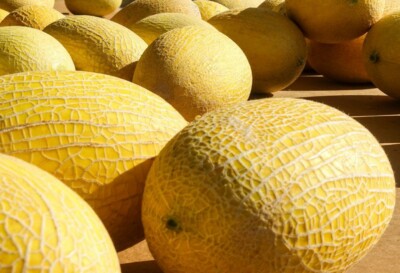 Hami Melon 100 Seeds, Super Sweet (Cucumis Melo), Easy To Grow, Non GMO ...