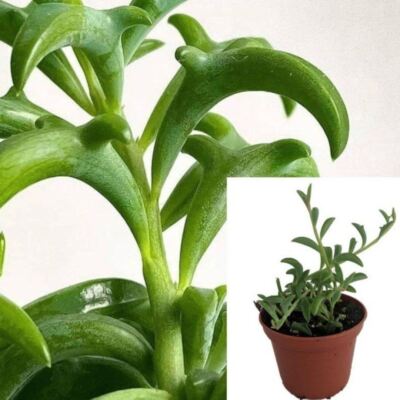 String Of Dolphins Plant 4Inches Pot Hanging Succulent Dolphin Live ...