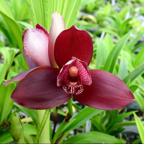 Lycaste Andres Eljuri EXACT Maroon Red White BS Orchid Hybrid 4.5 ...