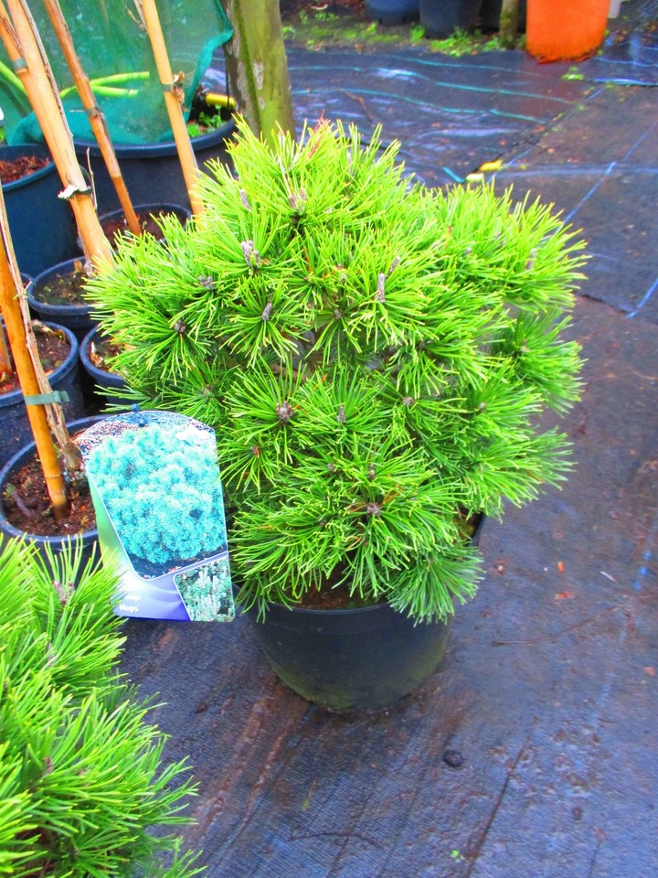 18inch-22inch (inc. pot) Evergreen Hardy Dwarf Moutain Pine Pinus mugo ...